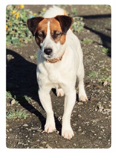 Jack Russell Terrier Profiles and Pedigrees