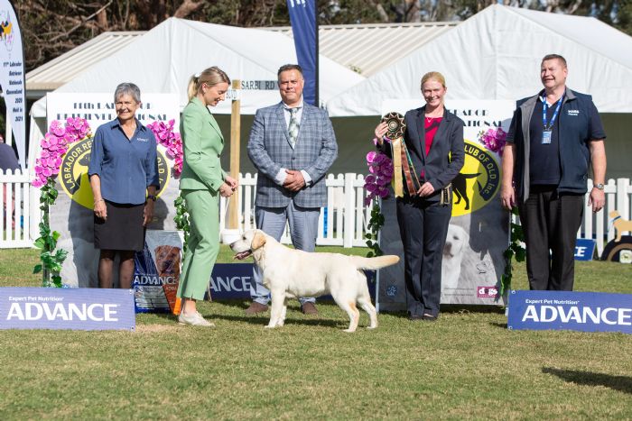 CH Morndew Date With Destiny (AI) Labrador Retriever - Owned by Hugh Vardon