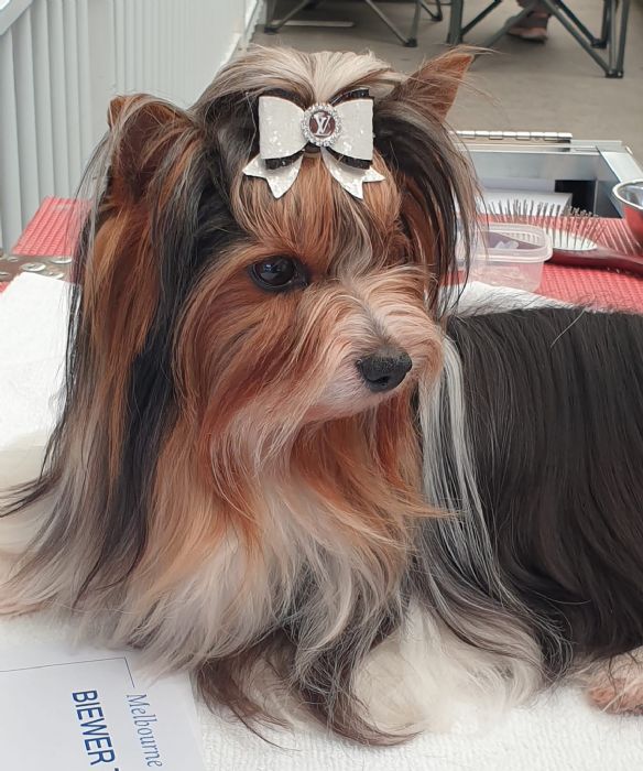 Australian Champion Moore Extreme Cory The Instigator @ Tejada (Imp USA ...