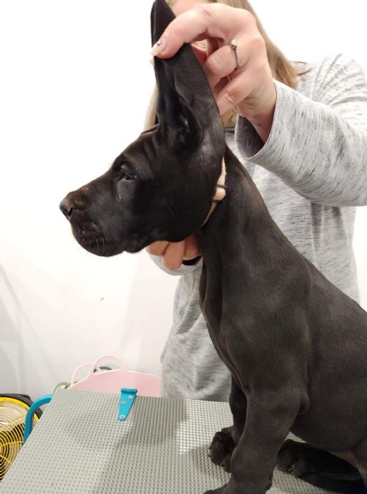 Homerdane Lavender Lace Great Dane - Owned by Sally Gough