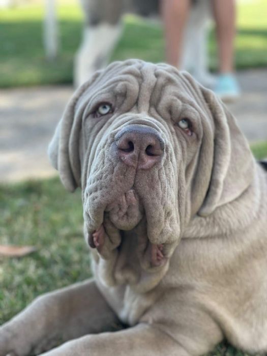 Australian Champion Monaciello Dominic Decoco Neapolitan Mastiff ...