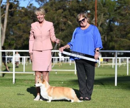 Welsh Corgi Breed Information - Dogz Online