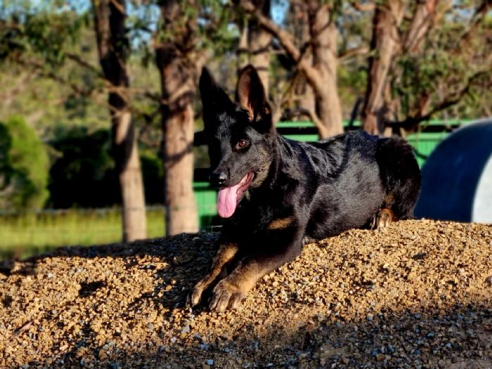 Brashawin Jaeger Brawler German Shepherd Dog - Owned by Mr B & Mrs S ...