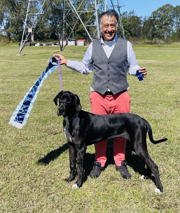 Lauwindy Supernova Great Dane - Owned by Jane Ferguson and Ramin Marzbani