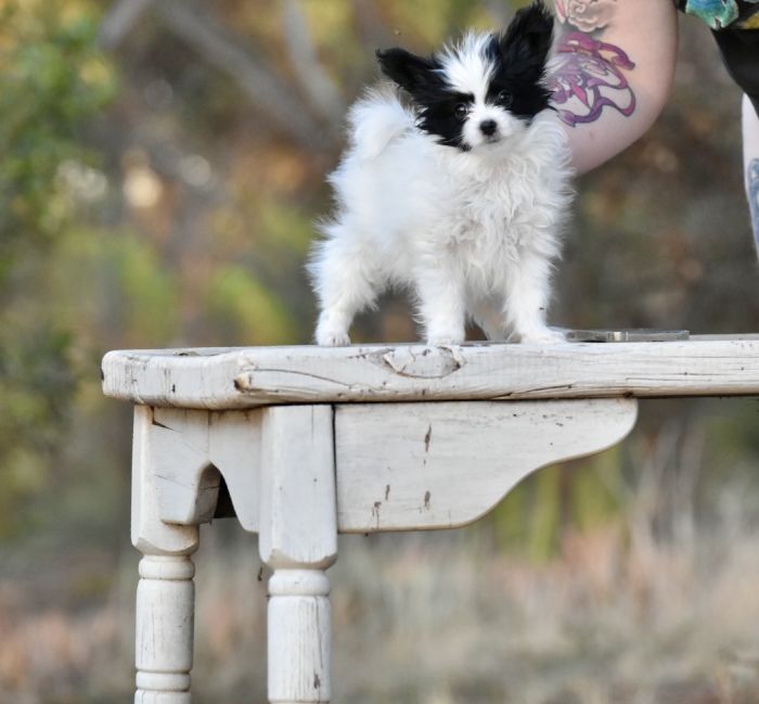 Ch Sabelia Nocturnal Summons - Owned by Amanda McColl