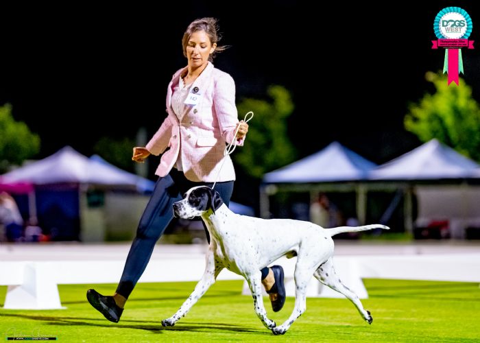 Aust. Ch Pivotal Second To None Pointer - Owned by Amanda Forrest