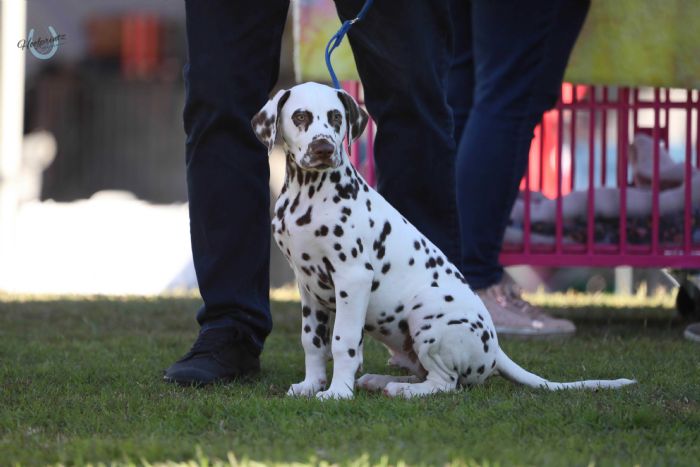 Paceaway Blue Label - Owned by David Staines