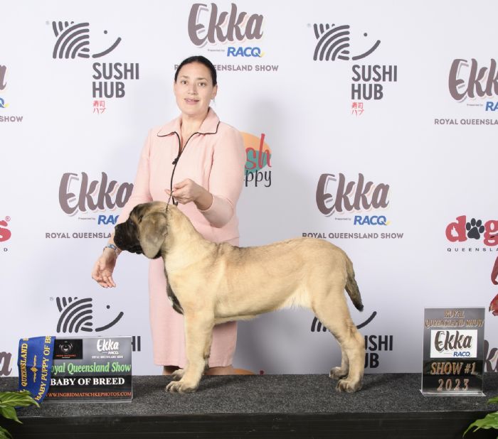 Mastdoch King Bling Mastiff - Owned by Anne-Maree Docherty