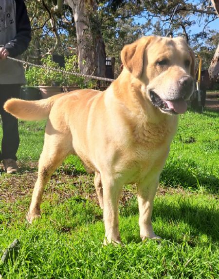 Labrador Retriever Breed Information - Dogz Online