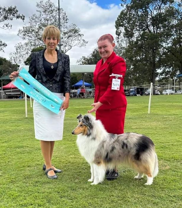 Australian Champion Cliffglynn Bluestars R Hottest - Owned by Debbie ...