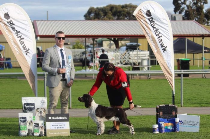 Aust Ch Truespring Take The Crown English Springer Spaniel - Owned by ...