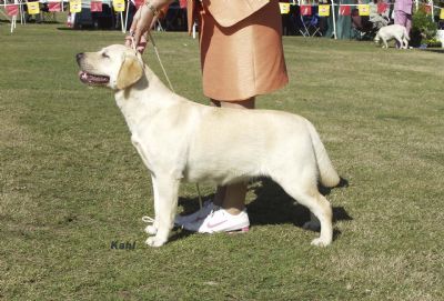 Labrador Retriever Breed Information - Dogz Online
