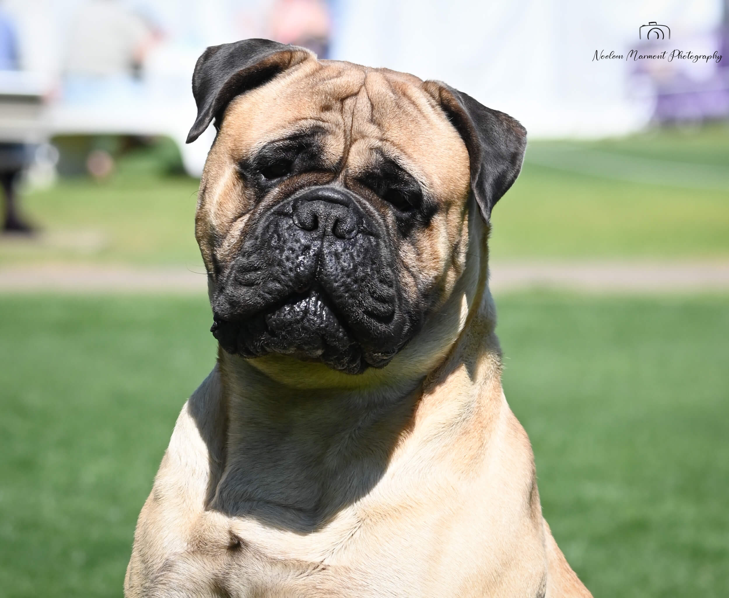 RUBIS, RUBISS, A2O Ch, Sup Ch Anmenta Ace Kicker Bullmastiff - Owned by ...
