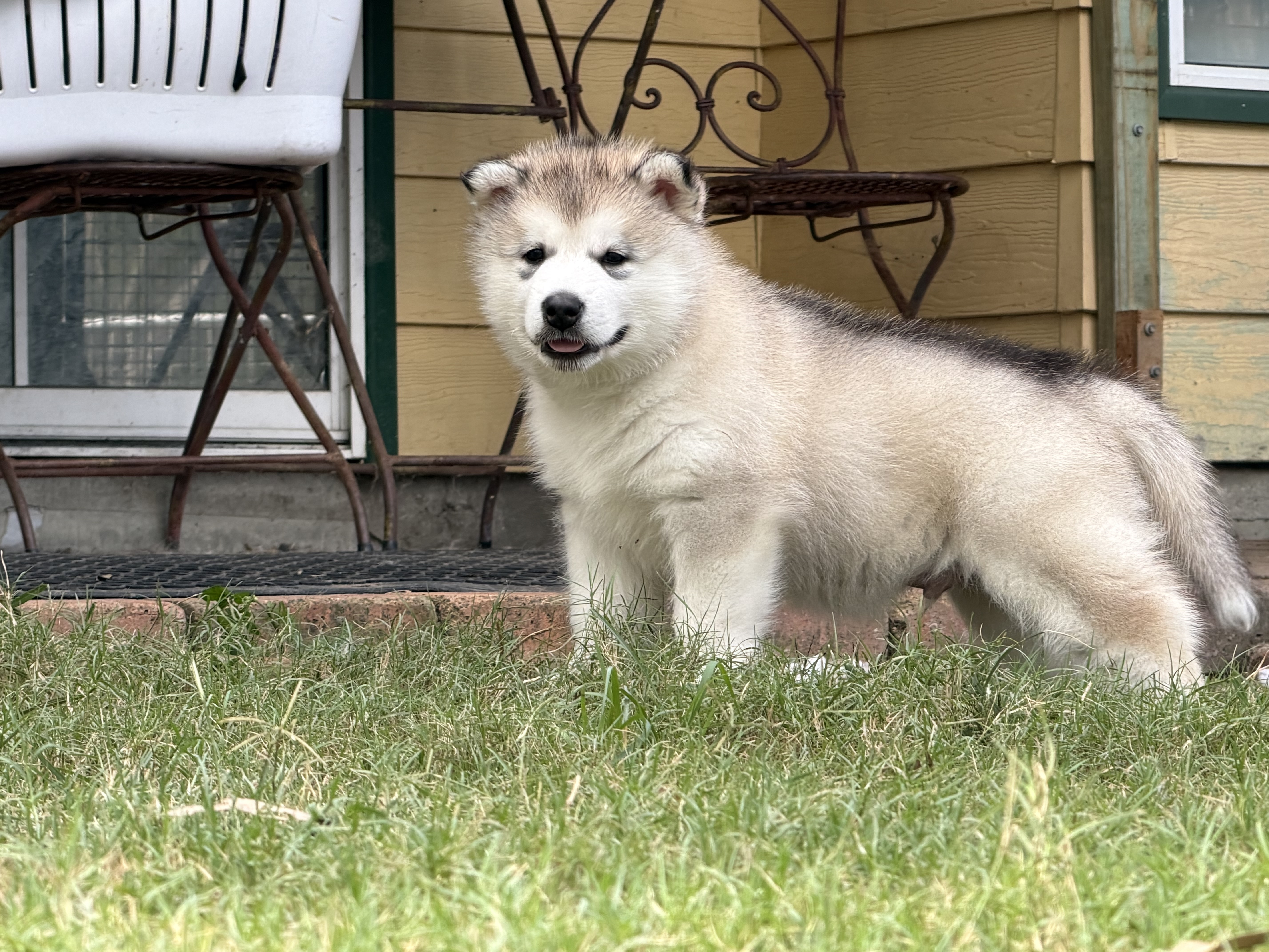 Alaskan Malamute Puppies from KATMAI | May 2026