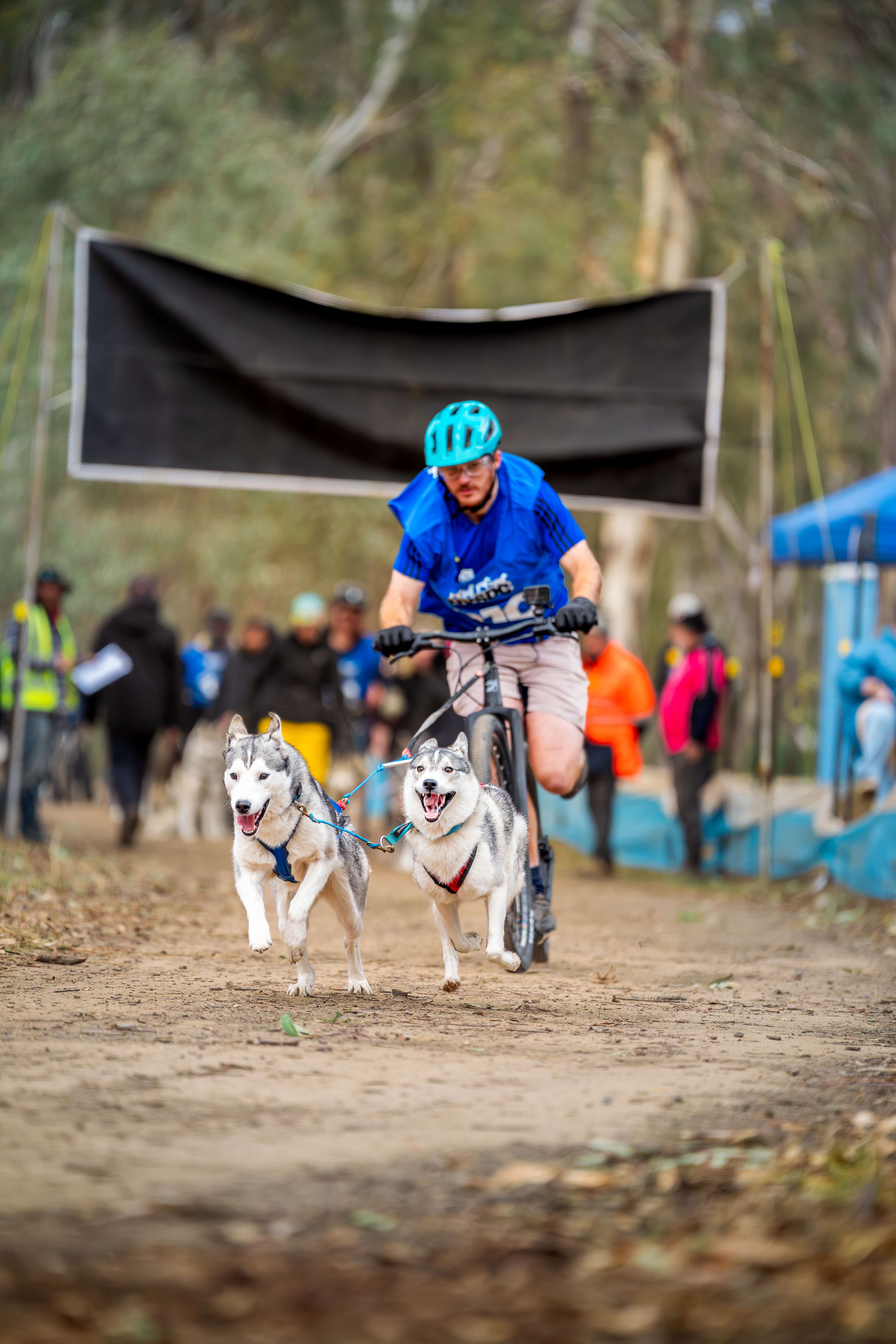 Razha Im The Problem Its Me (AI) JC SPRD Siberian Husky - Owned by J ...