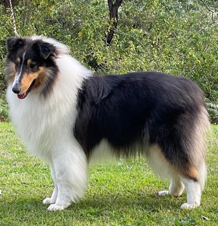 Collie Rough Old Dogs for Sale