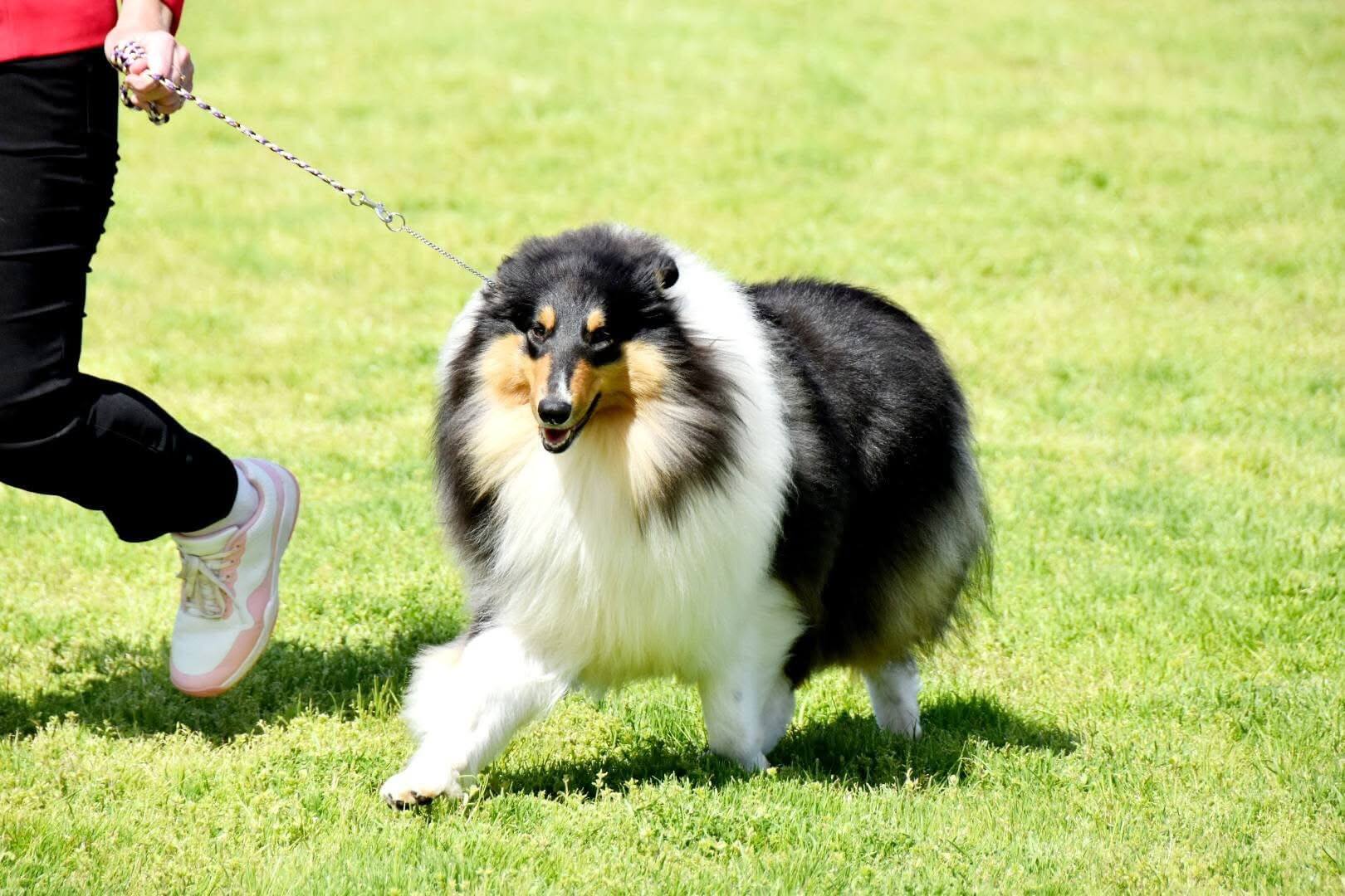 SCHIEHALLION Heartbreaker Collie (Rough) - Owned by Mrs TS Ryles