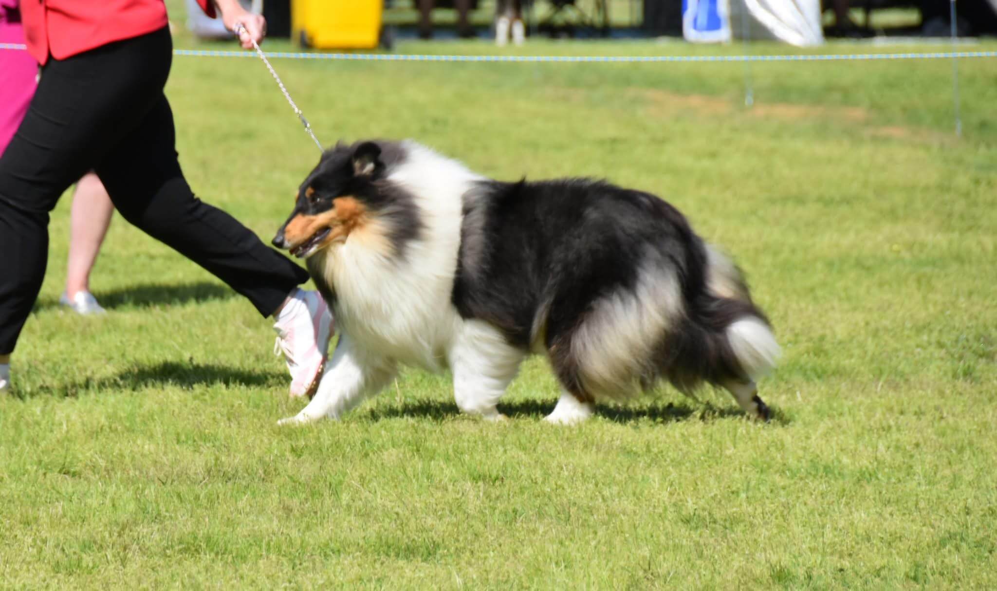 SCHIEHALLION Heartbreaker Collie (Rough) - Owned by Mrs TS Ryles