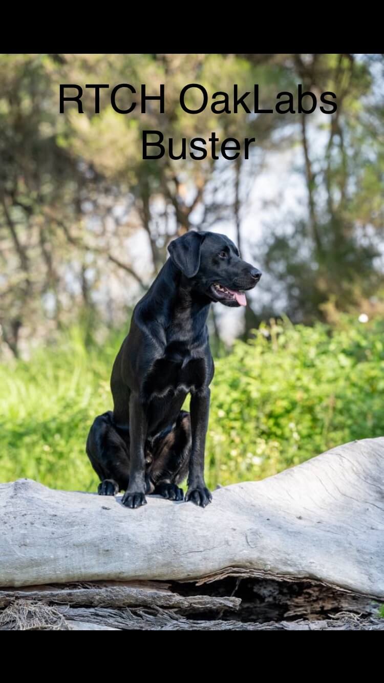 Rtch Oaklabs Buster Labrador Retriever - Owned by Brian Williamson