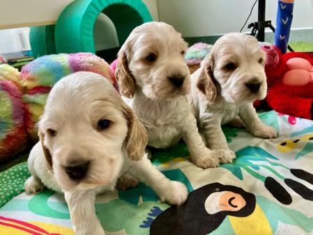 Cocker Spaniel Puppies for Sale