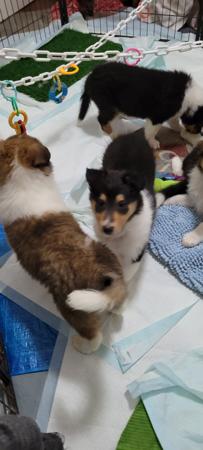 Collie Rough Puppies for Sale