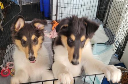 Collie Rough Puppies for Sale