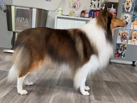 Collie Rough Breeders