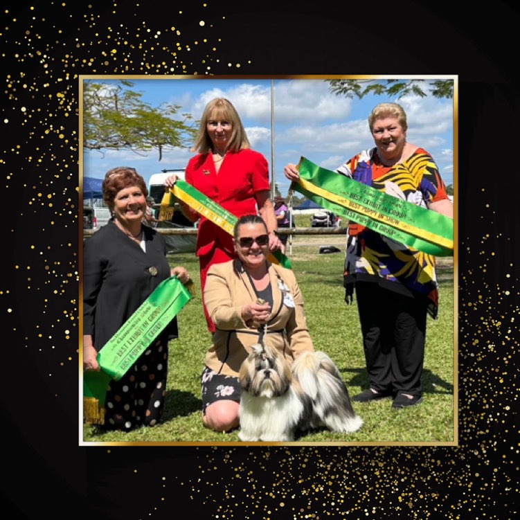 Aus Ch Skyleigh Never Lose Faith Shih Tzu - Owned by Mrs K Paterson