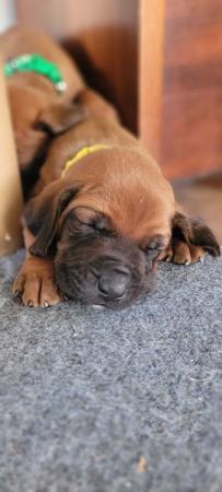 Rhodesian Ridgeback Puppies for Sale