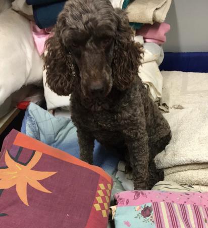 Miniature Poodle Old Dogs for Sale