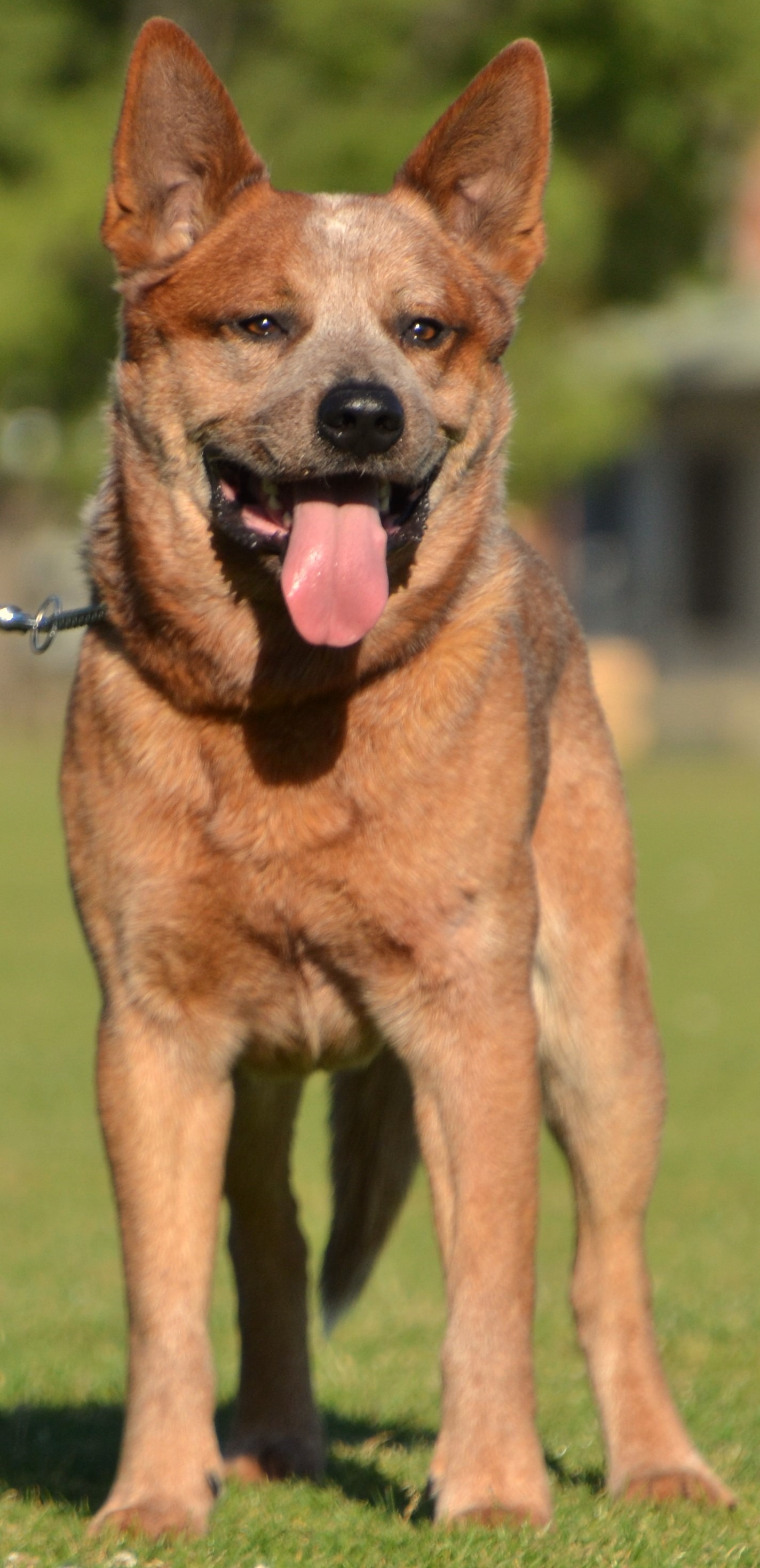 Pangatta Ron Weasley (Emeritus stud) Australian Cattle Dog - Owned by S ...