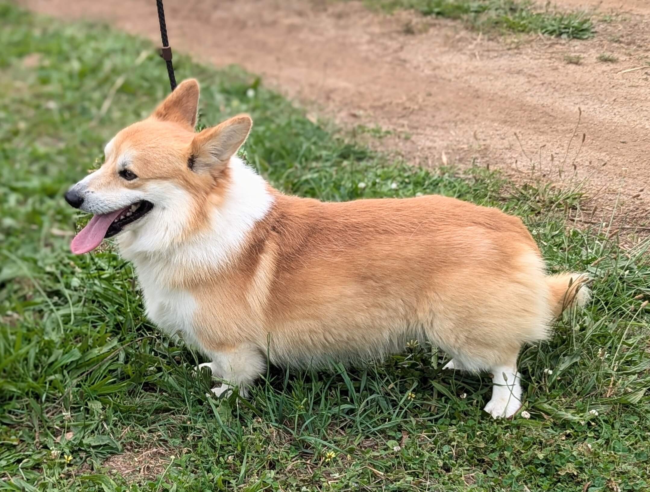 Inmora Superstar Welsh Corgi (Pembroke) - Owned by Lie