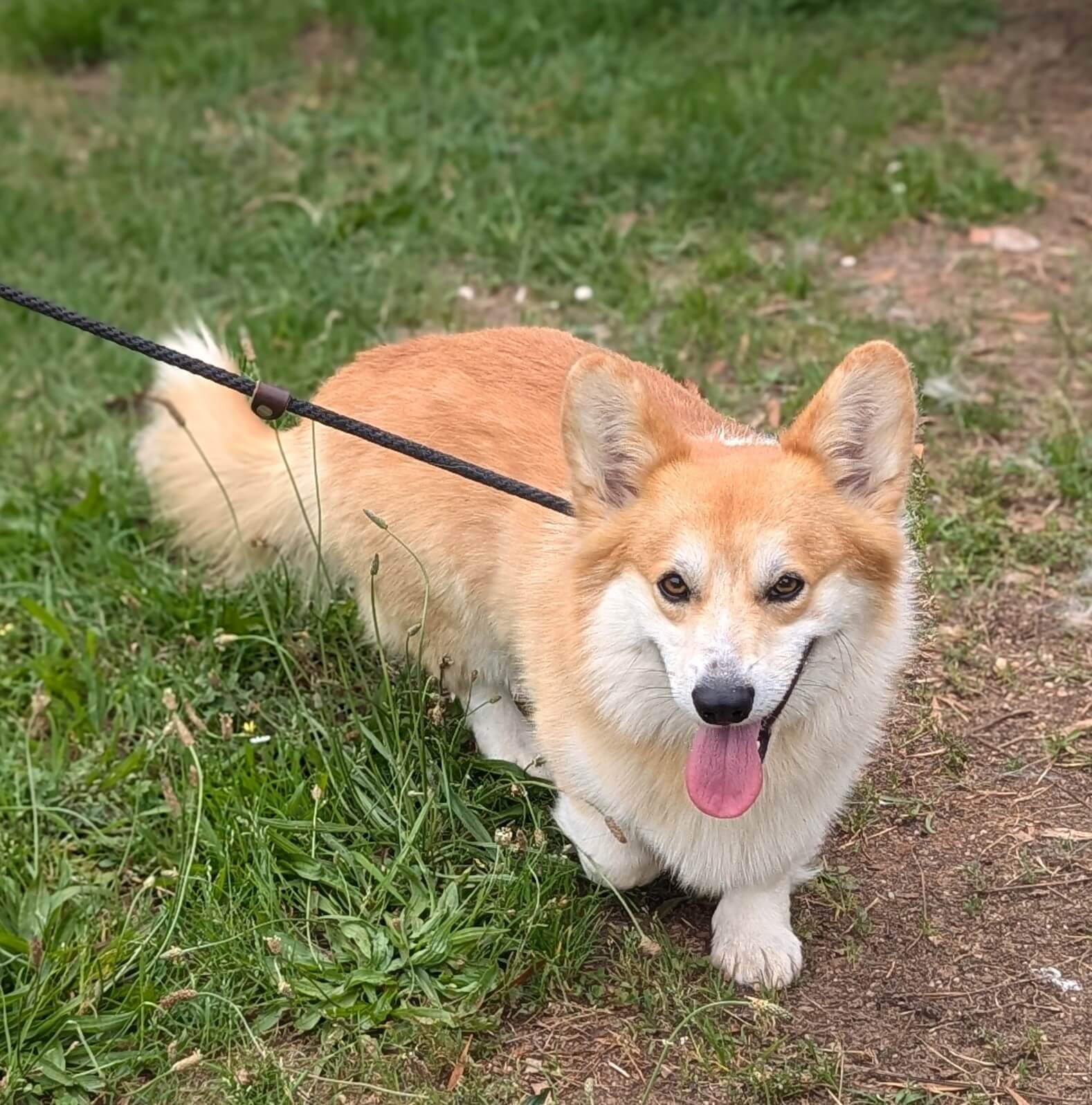 Inmora Superstar Welsh Corgi (Pembroke) - Owned by Lie