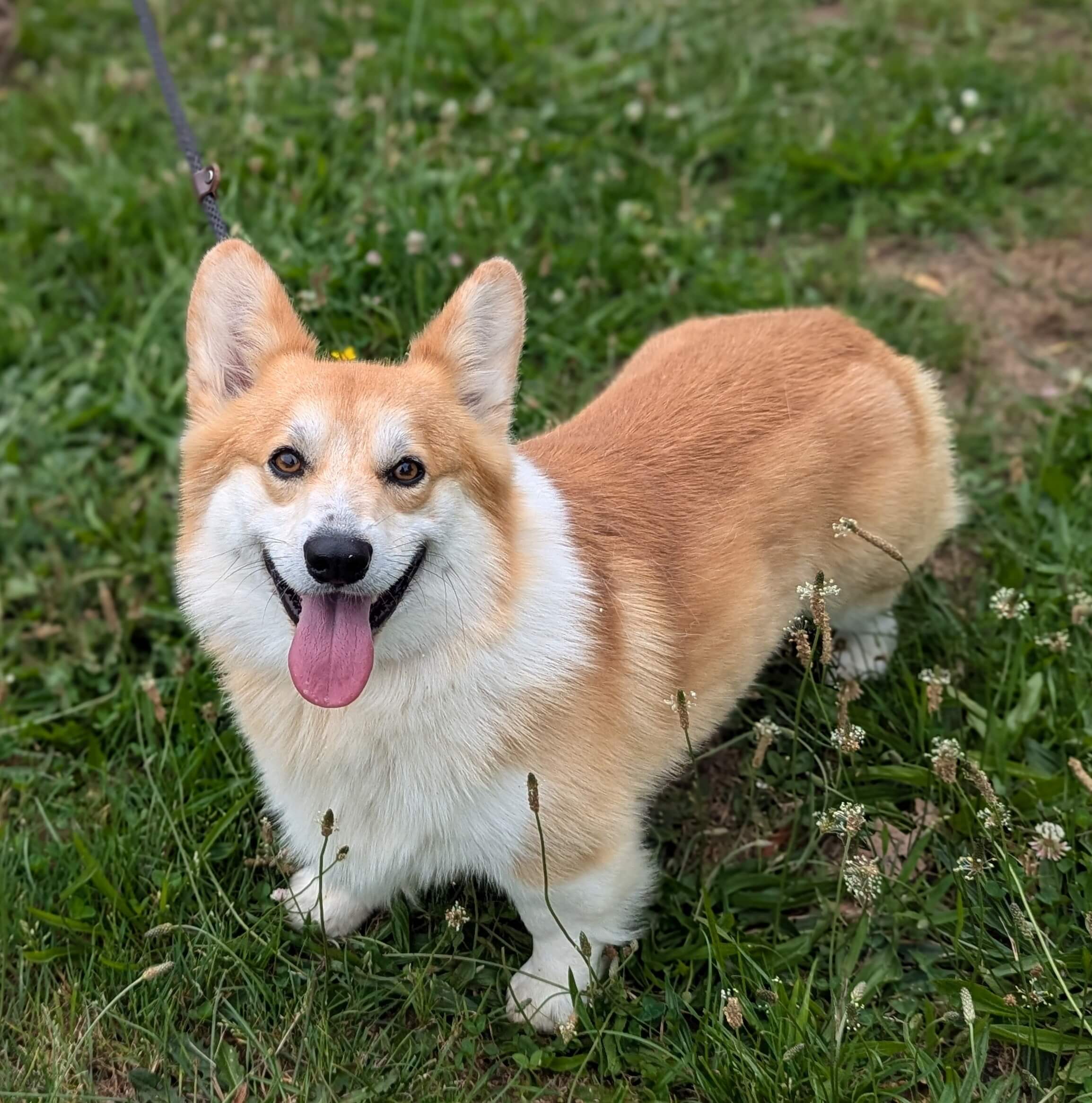 Inmora Superstar Welsh Corgi (Pembroke) - Owned by Lie