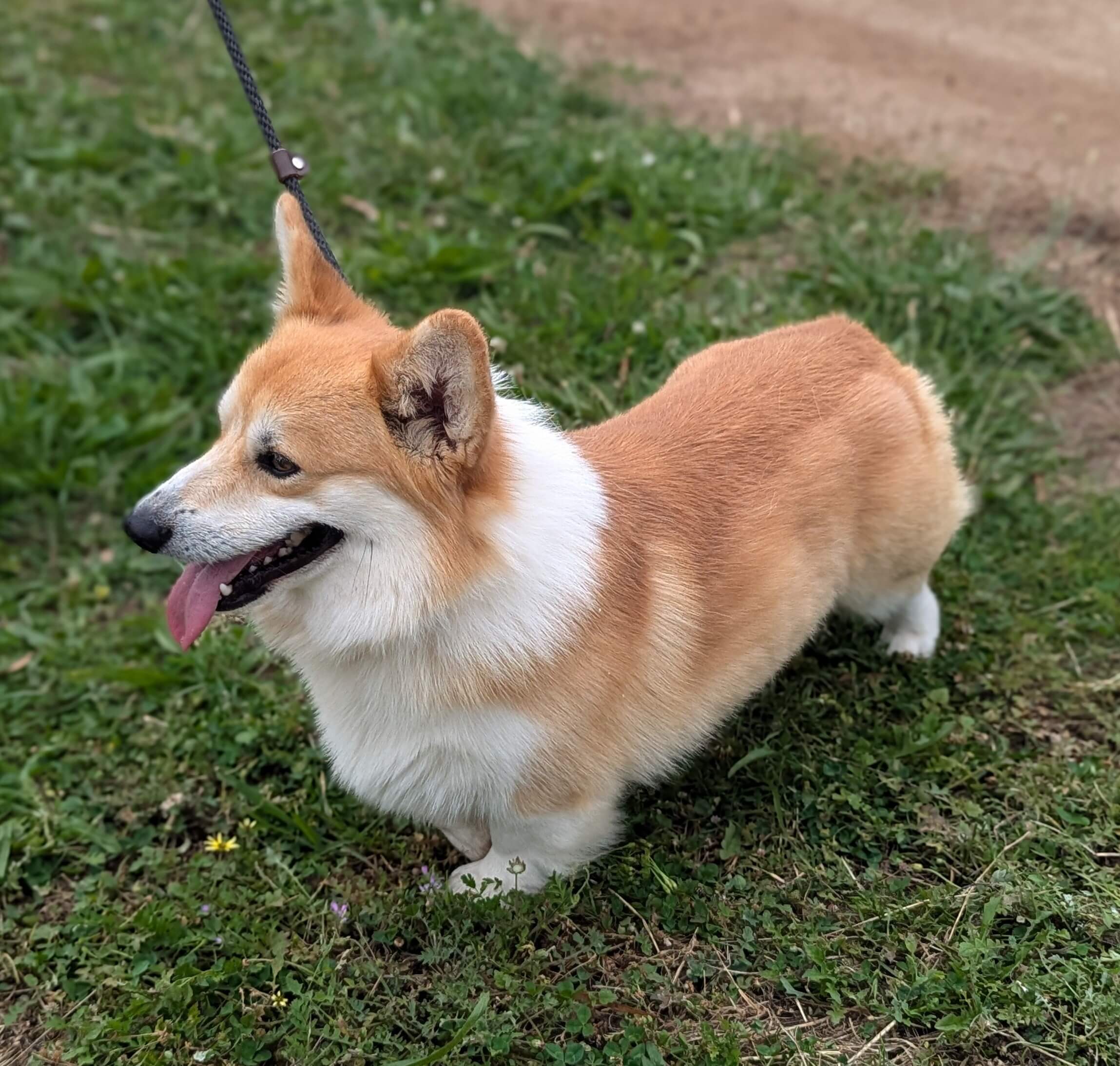 Inmora Superstar Welsh Corgi (Pembroke) - Owned by Lie
