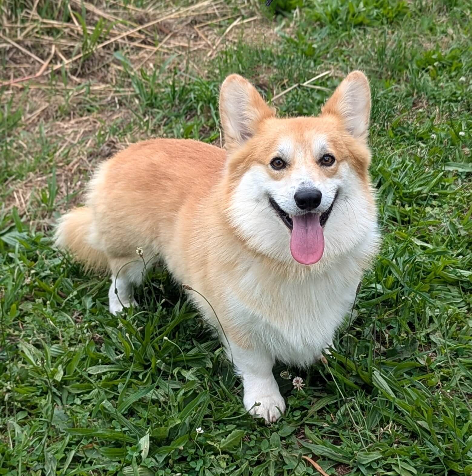 Inmora Superstar Welsh Corgi (Pembroke) - Owned by Lie