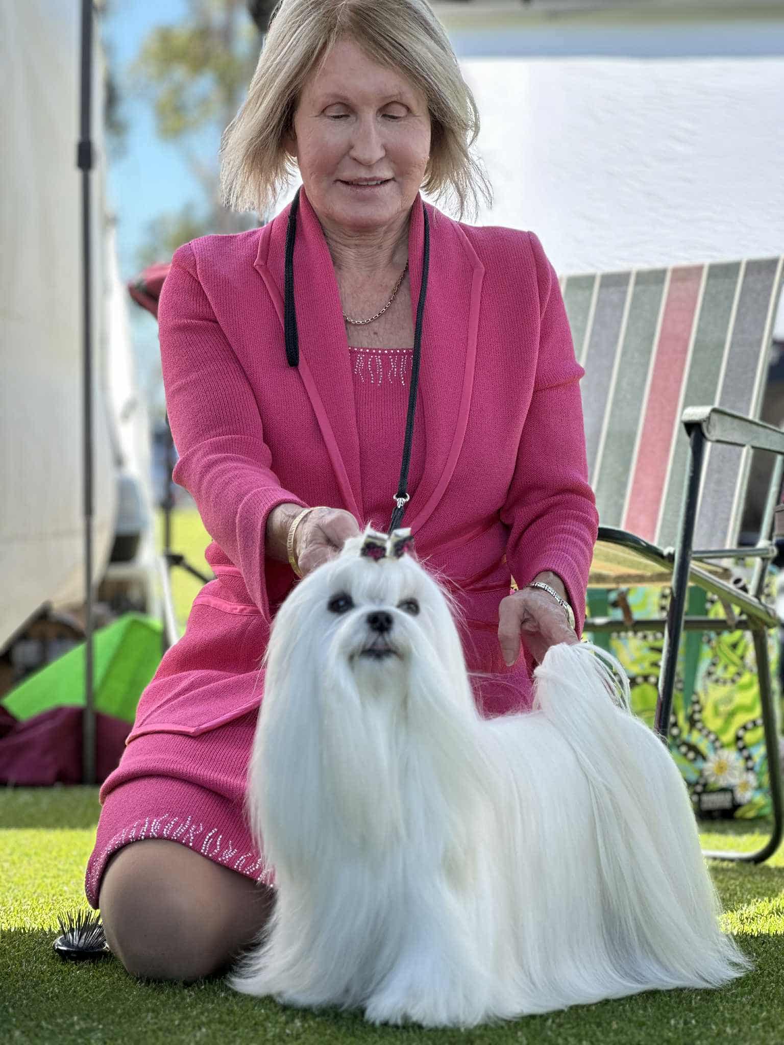 Australian Champion Pender You Do You Maltese - Owned by Kym PRENDERGAST