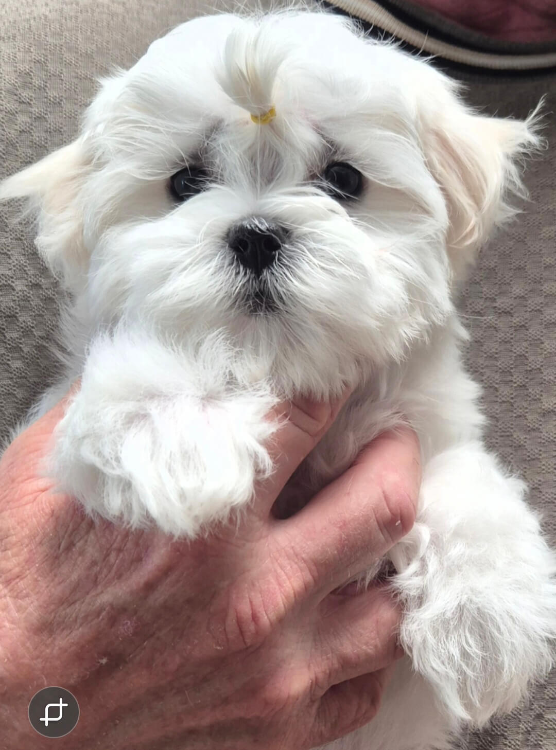 Pender Picture Perfect Maltese - Owned by Kym Prendergast