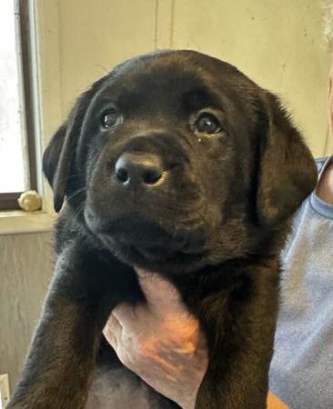 Labrador Retriever Puppies for Sale