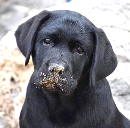 Labrador Retriever Puppies for Sale