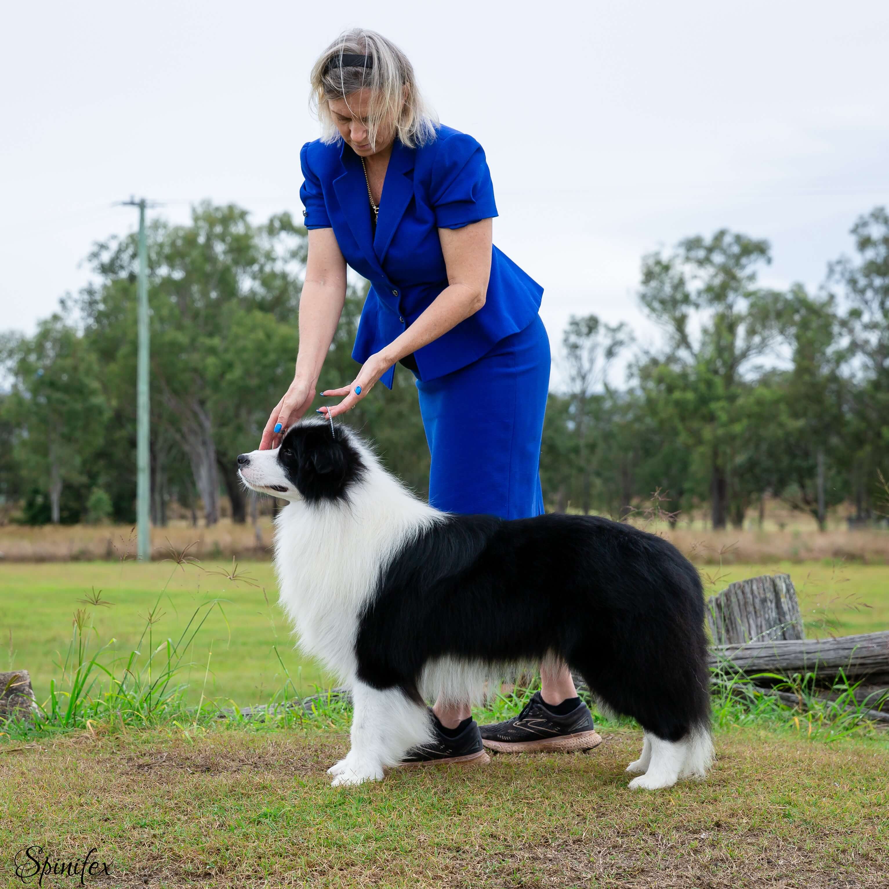 Aust CH Celtic Heart Resolute (AI) Border Collie - Owned by Ms S A Smith