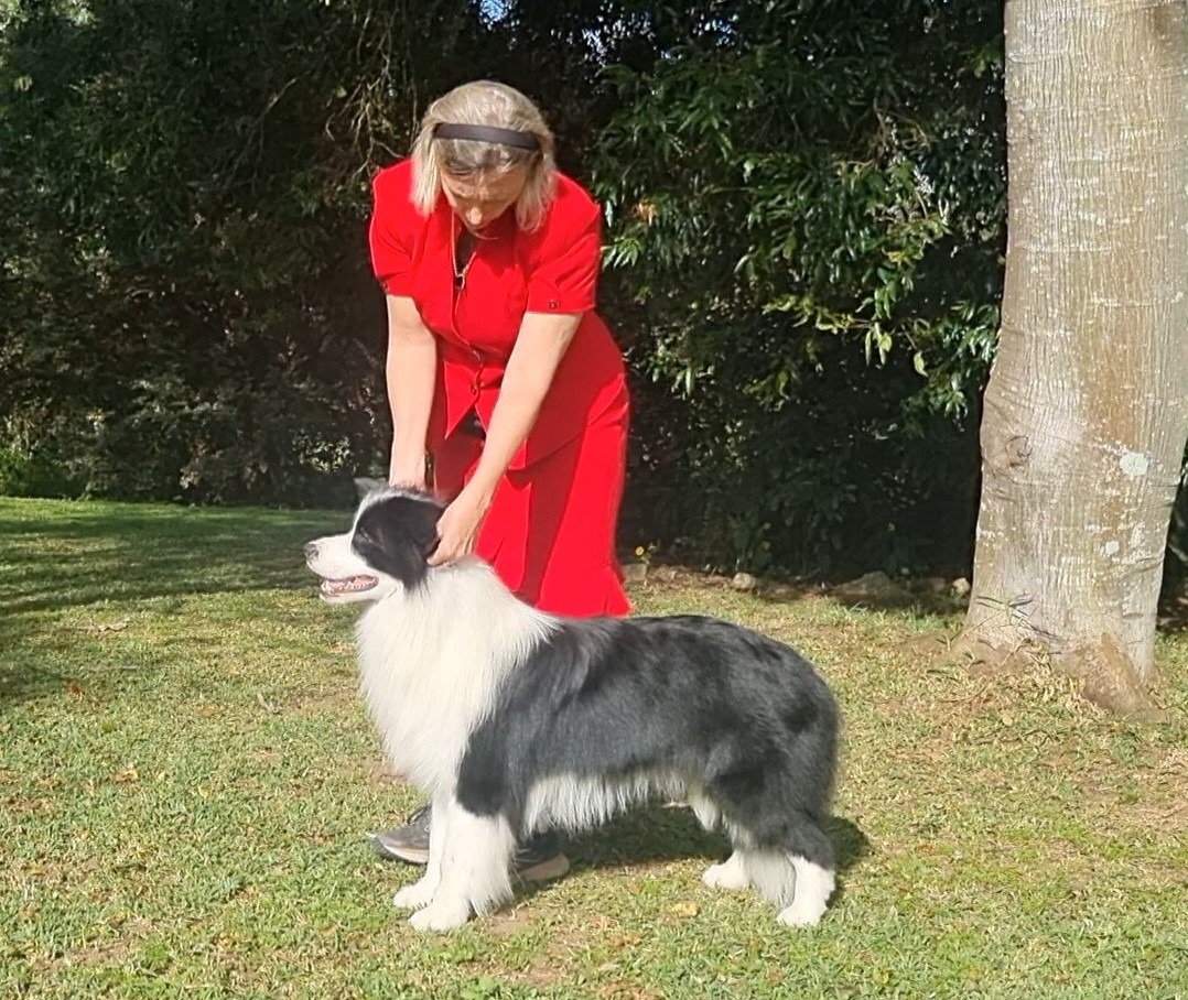 Aust CH Celtic Heart Resolute (AI) Border Collie - Owned by Ms S A Smith