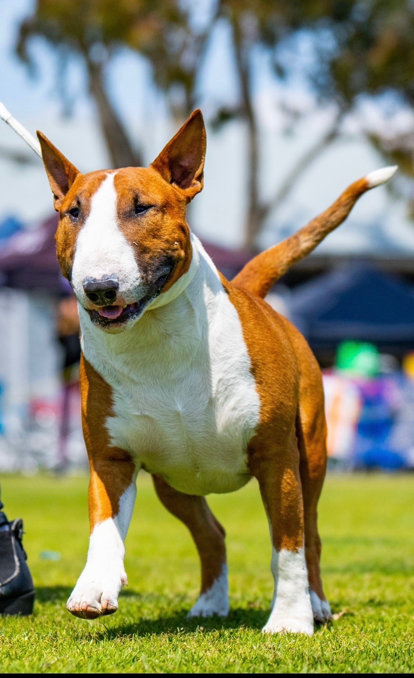 Cyclop Sir Angus Anthony ROM (Frozen Semen)