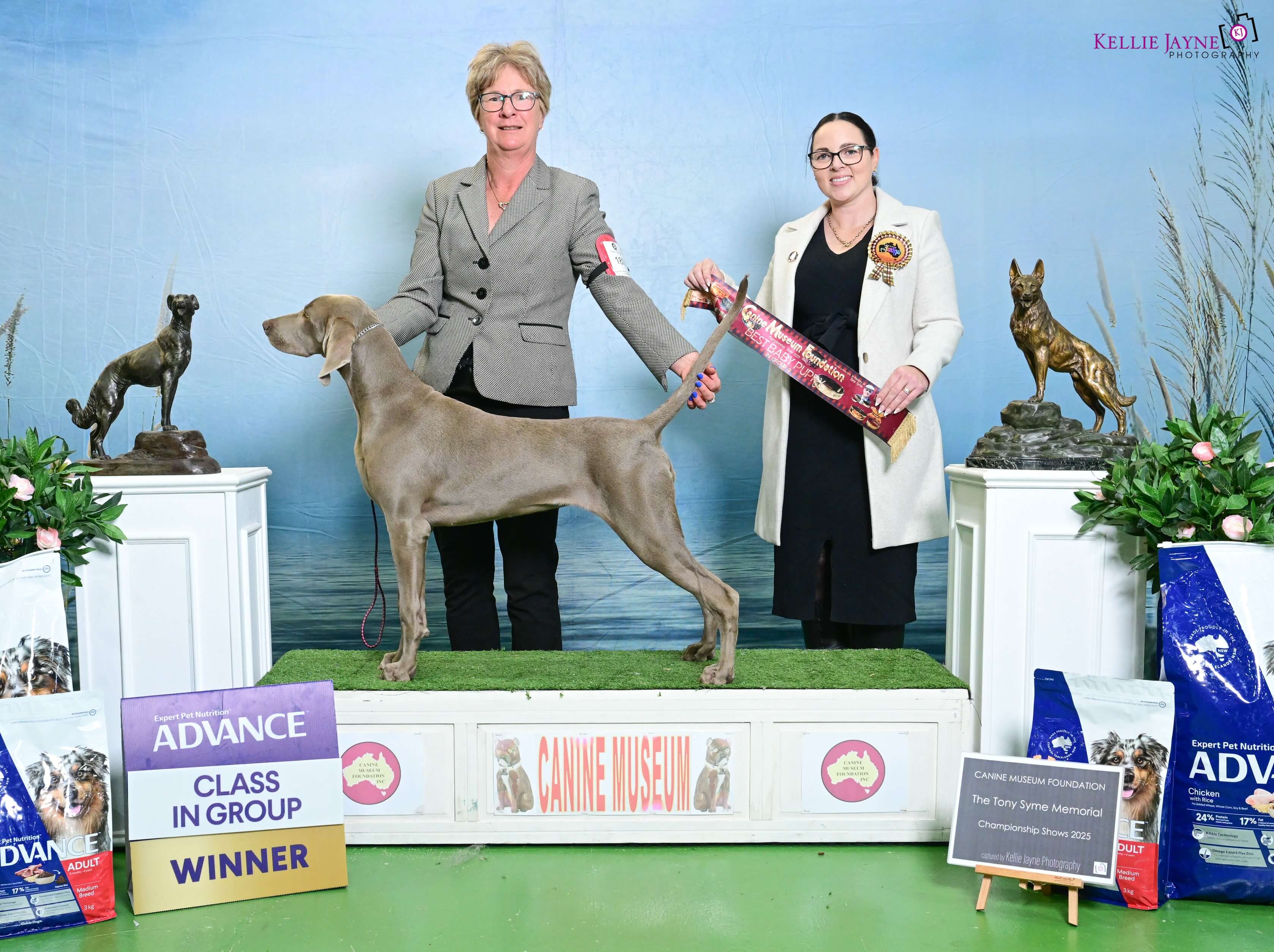 Bromhund Weve Got This Weimaraner - Owned by Jeff & Sue Boland