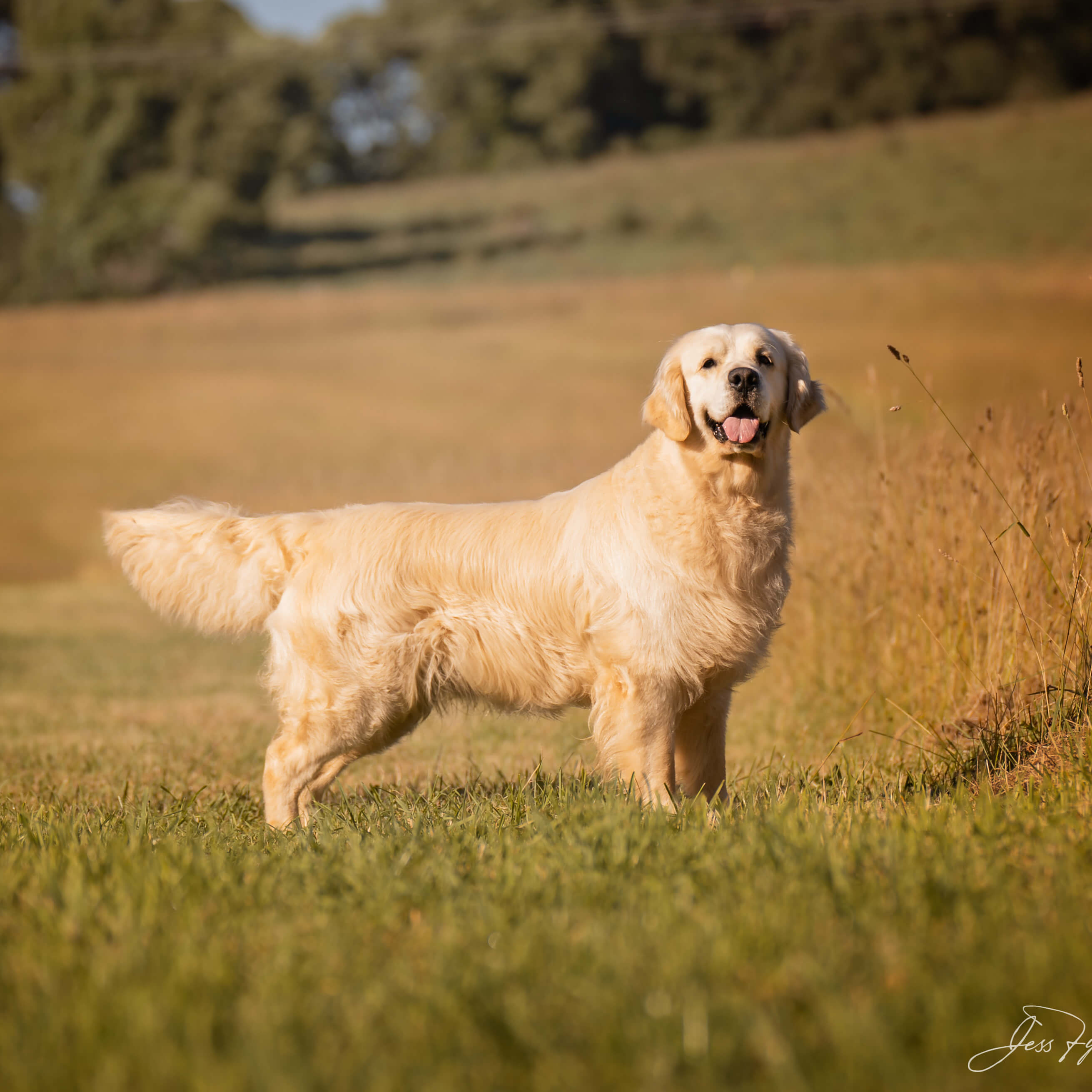 Orlando Of Bridge Four (IMP BEL) Golden Retriever - Owned by Ms T Robinson