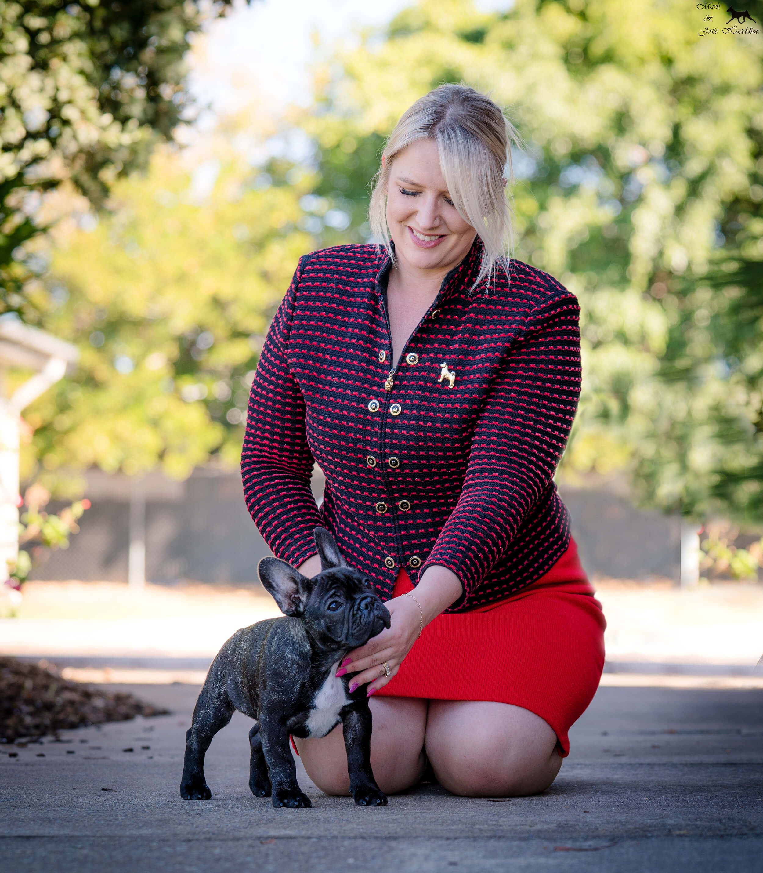 Jonhah Get The Party Started French Bulldog - Owned by Ms R King & Mrs ...