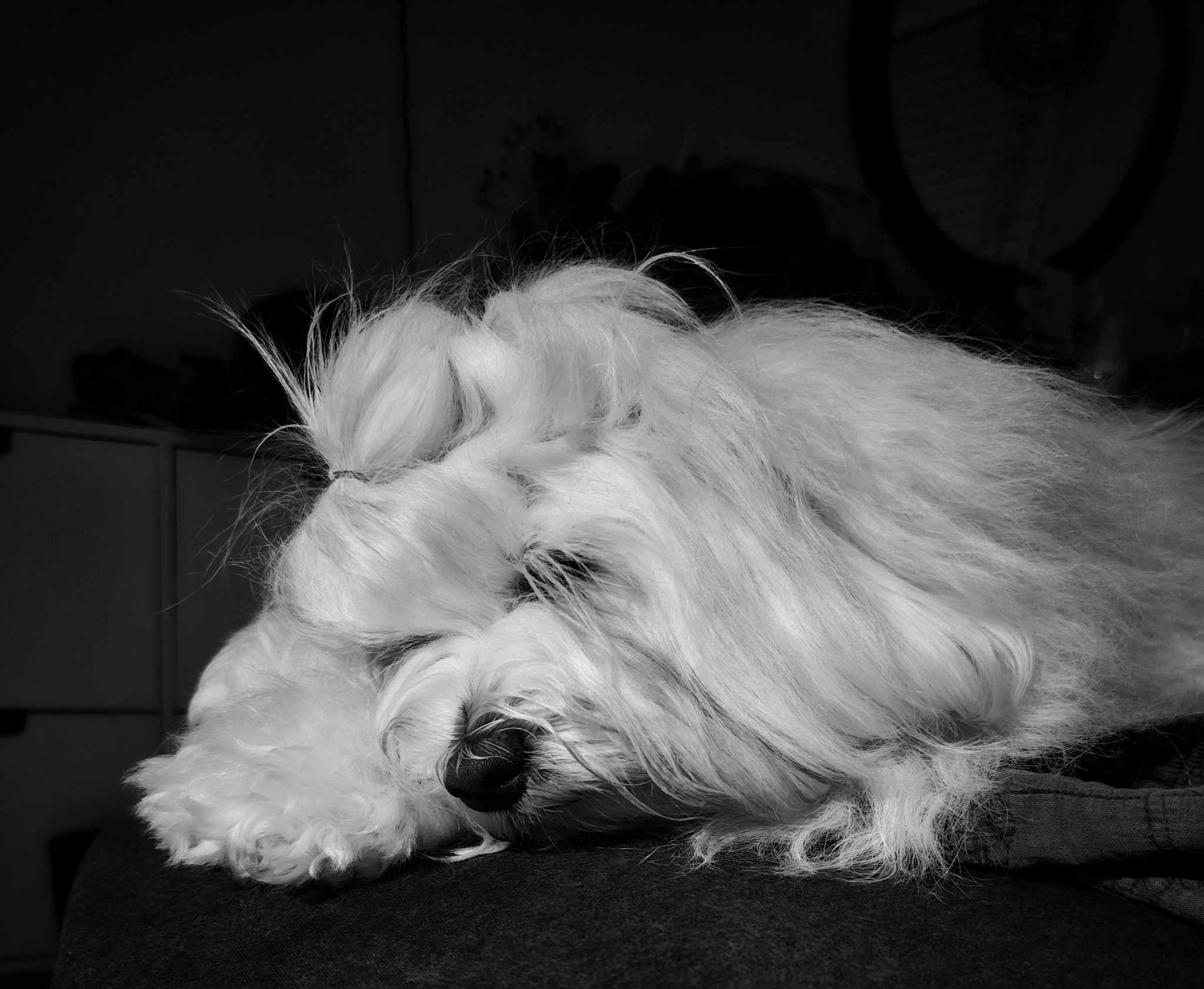 Sesukan Chasn Fun N Games Tibetan Terrier - Owned by S & B Lancey