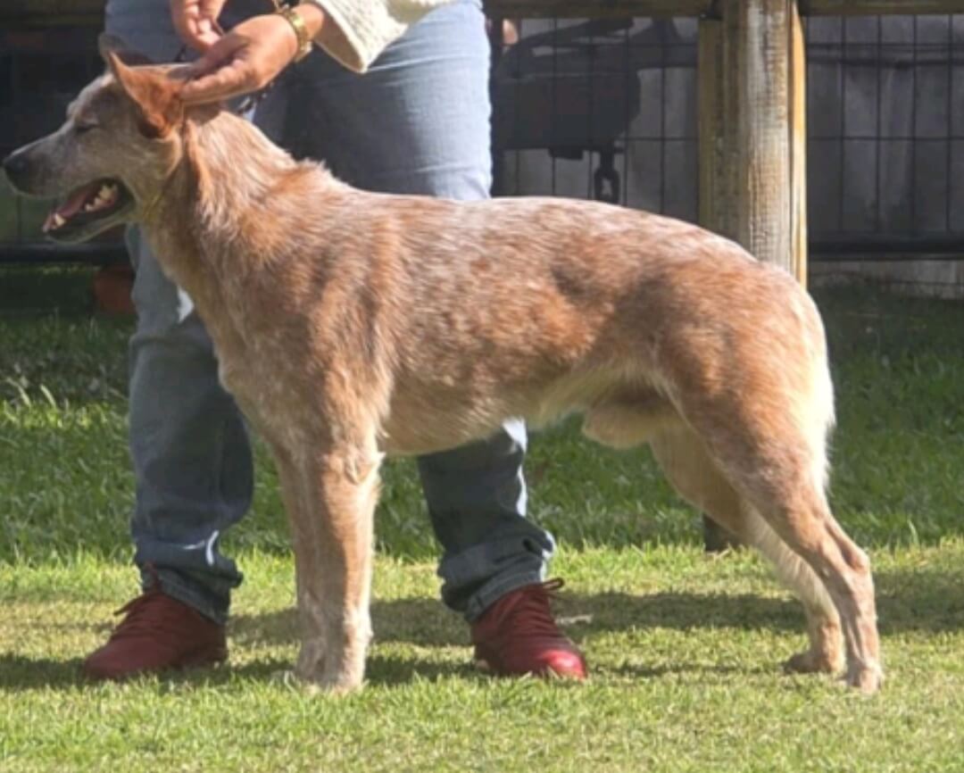 Aust Ch Wazwallaby X Factor Red Australian Cattle Dog - Owned by Chris ...