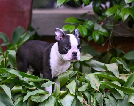 Talbra Who Is Legen Dary Boston Terrier - Owned by Dionne Stephenson