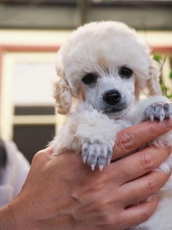 Toy Poodle Puppies for Sale, VIC
